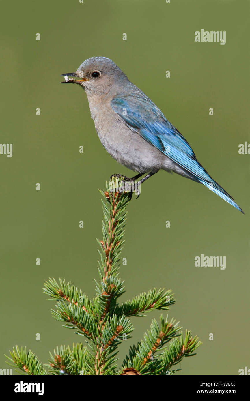 Mountain Bluebird (Sialia currucoides) female, Alberta, Canada Stock ...