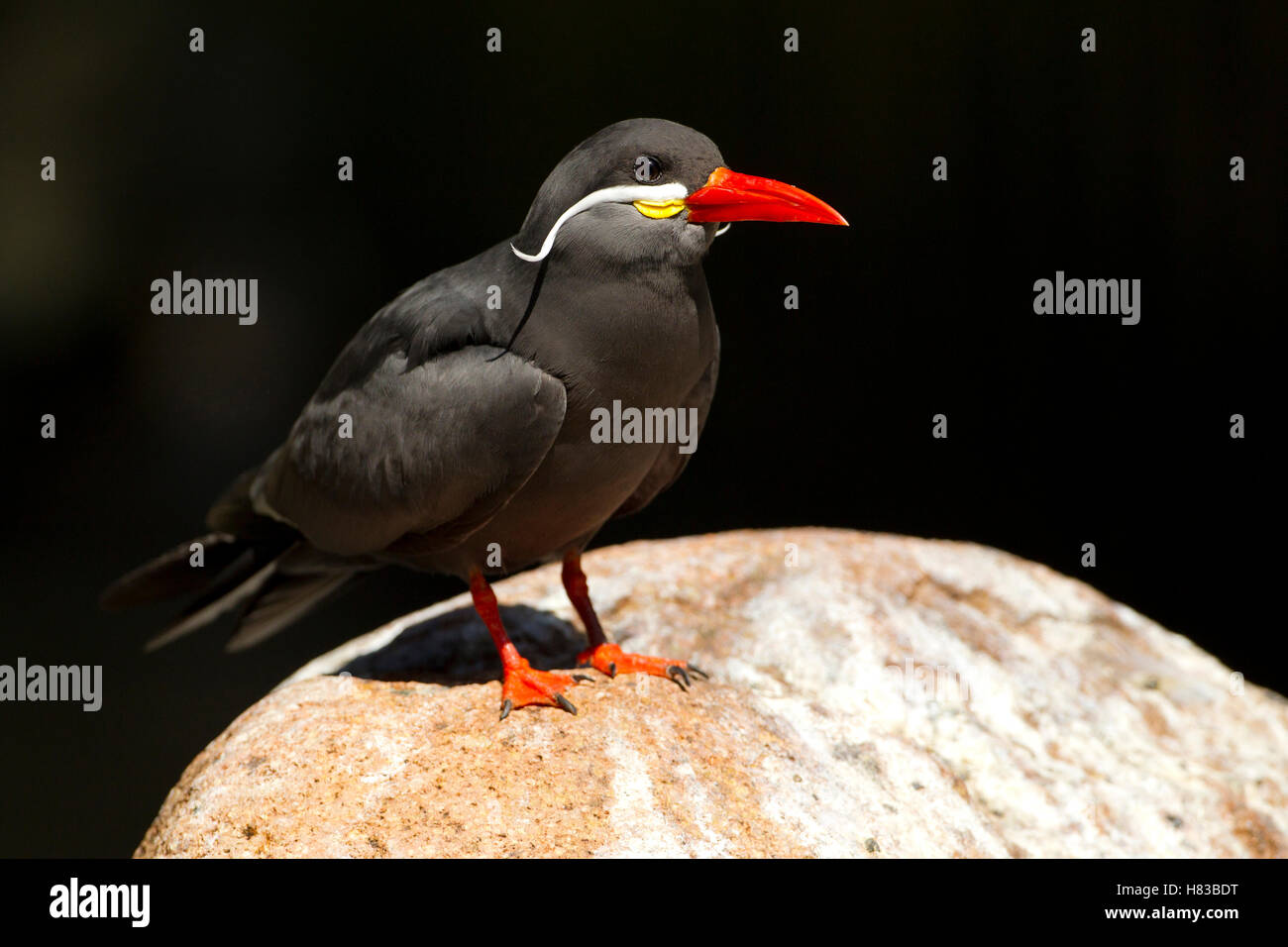 Inca Tern (Larosterna inca Stock Photo - Alamy