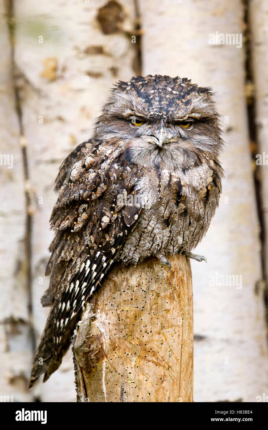 Tawny Frogmouth (Podargus strigoides Stock Photo - Alamy