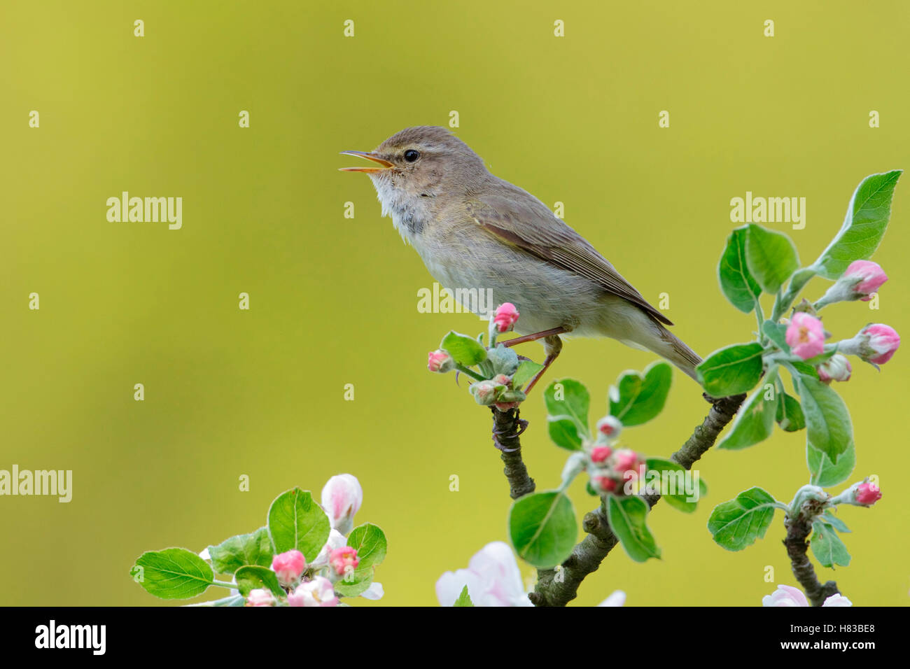 Common Chiffchaff (Phylloscopus collybita) singing, Saxony, Germany ...