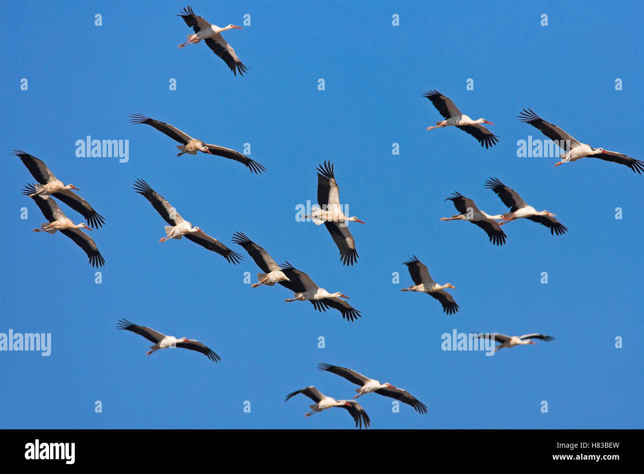 White Stork (Ciconia ciconia) flock flying, Salalah, Oman Stock Photo ...