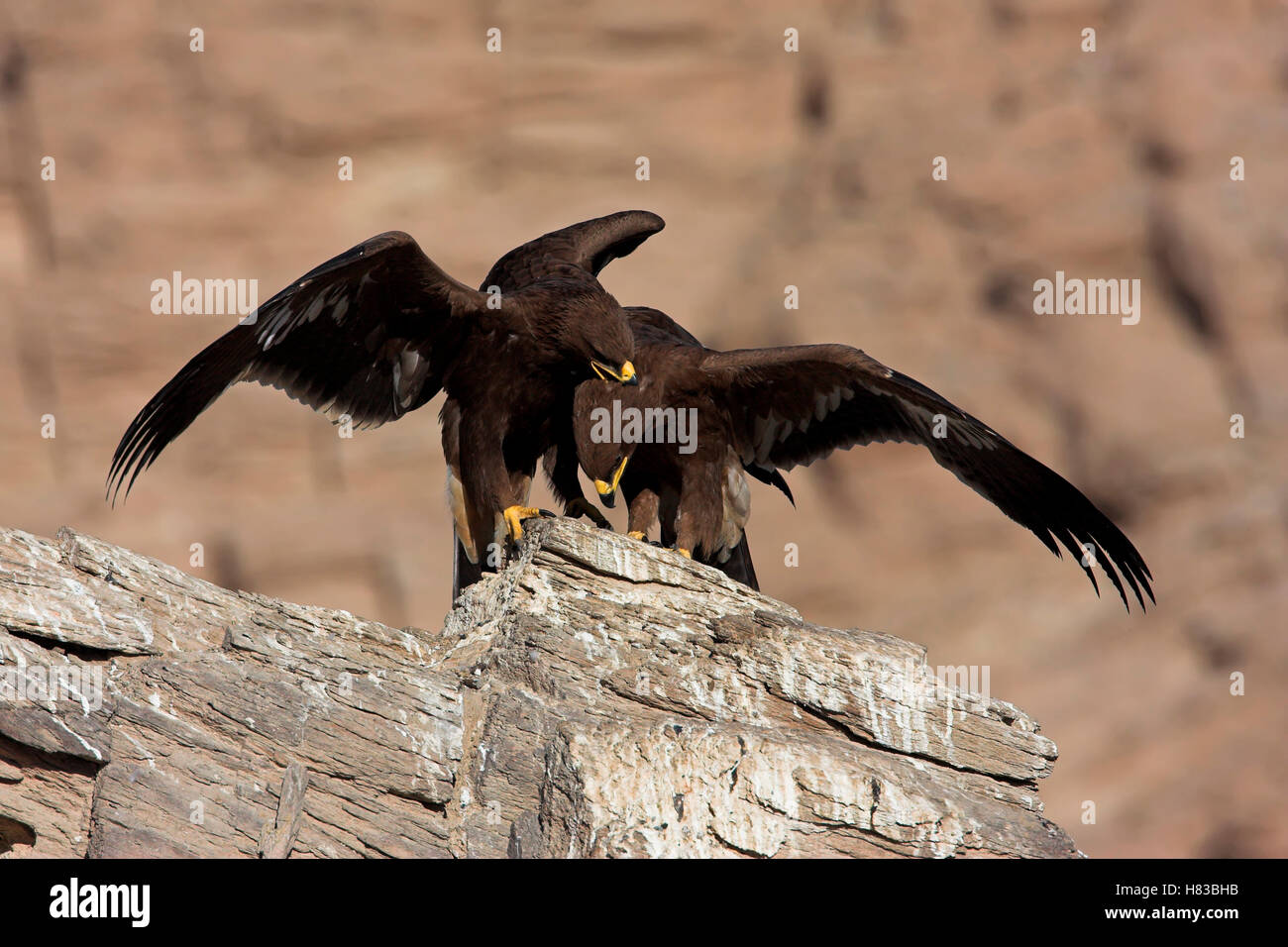 Greater Spotted Eagle (Aquila clanga) pair fighting, Muscat, Oman Stock ...