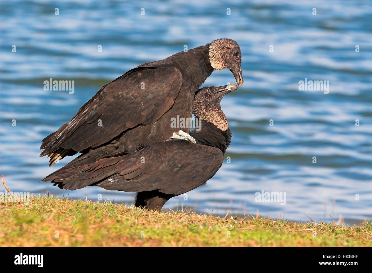American Black Vulture (Coragyps atratus) pair mating, Florida Stock ...