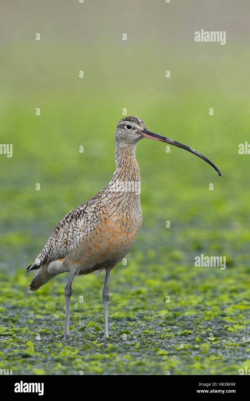 Long-billed Curlew (Numenius americanus), British Columbia, Canada ...