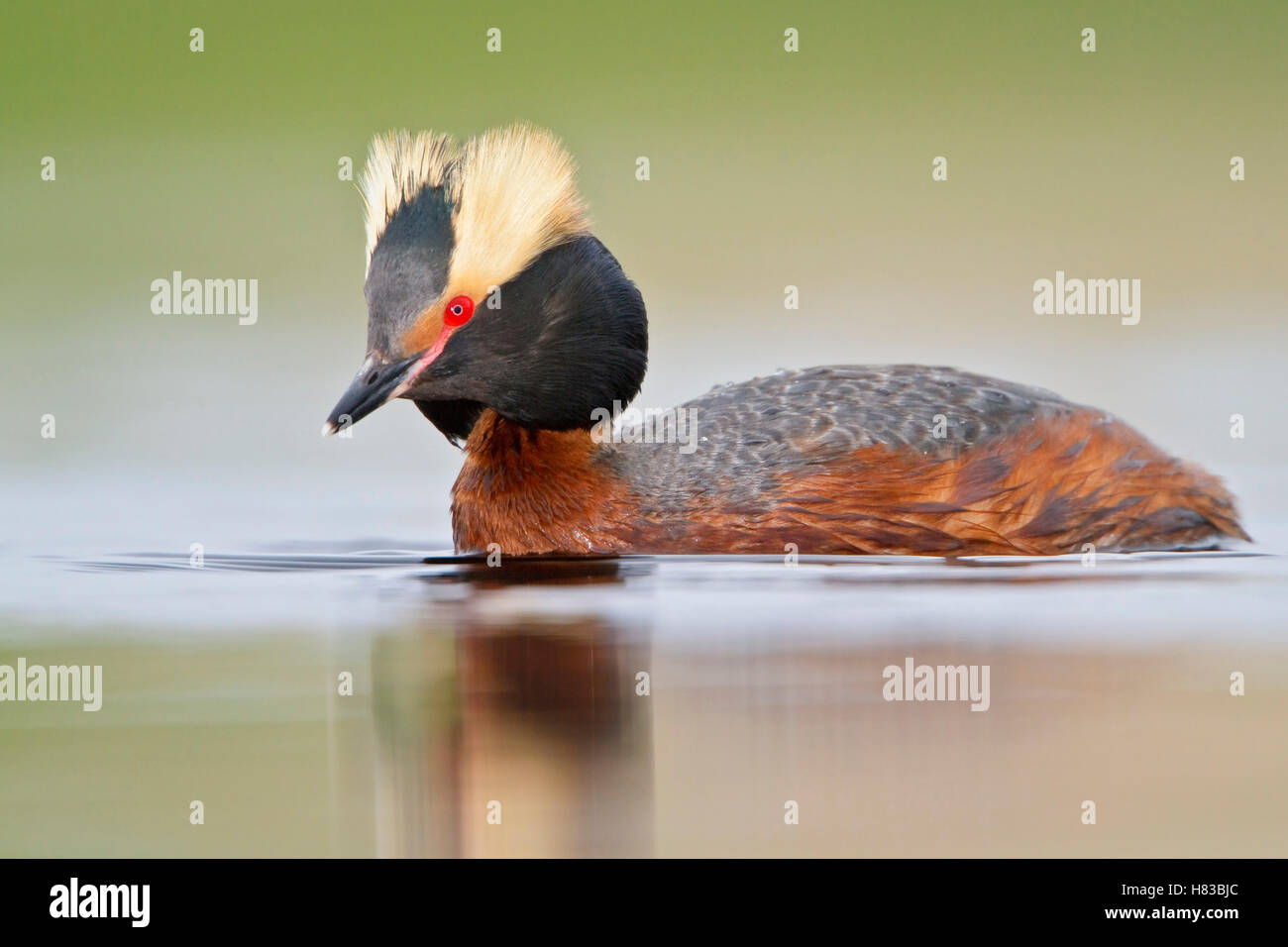 Horned Grebe (Podiceps auritus) male in breeding plumage, Saskatchewan ...