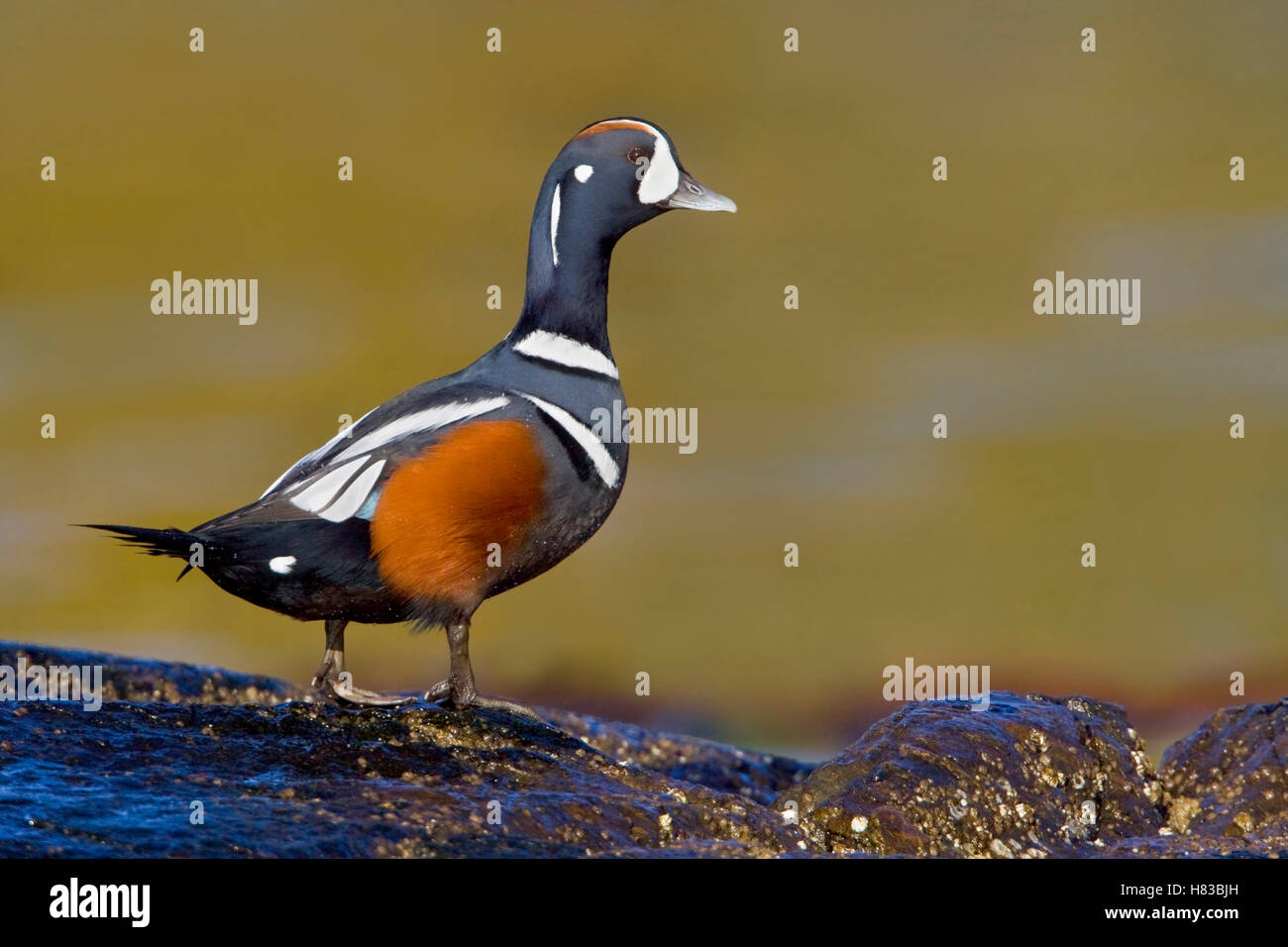 Harlequin Duck (Histrionicus histrionicus) male, British Columbia ...