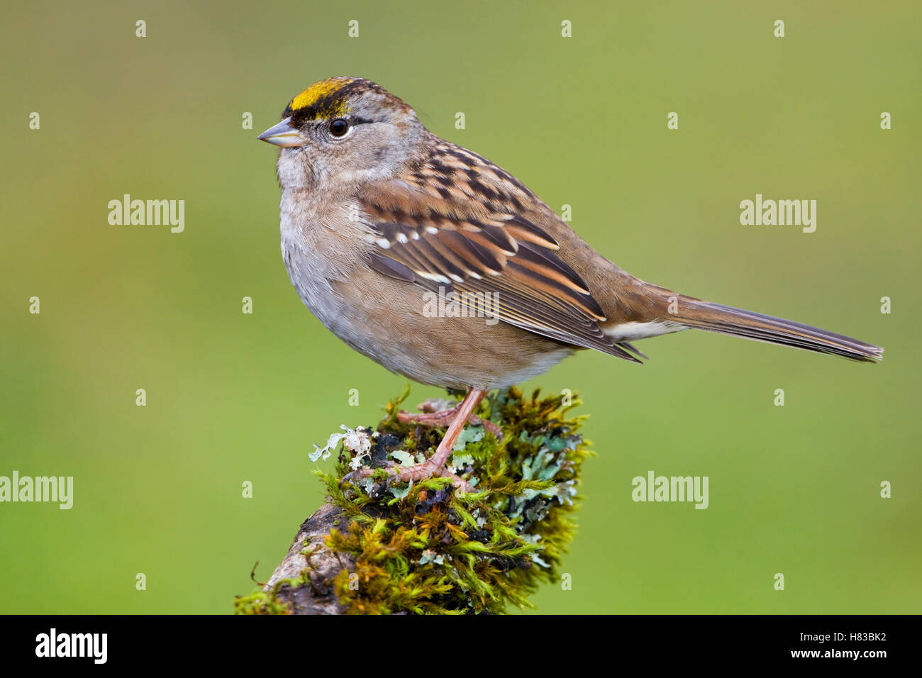 Golden-crowned Sparrow (Zonotrichia atricapilla), British Columbia ...