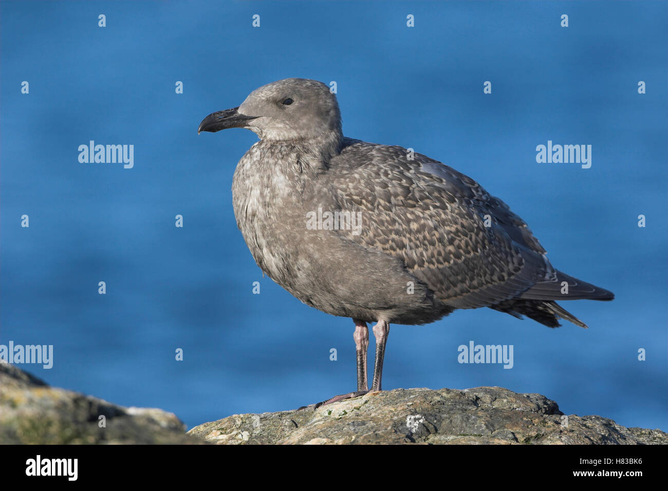 Glaucous-winged Gull (Larus glaucescens) first cycle juvenile, British ...