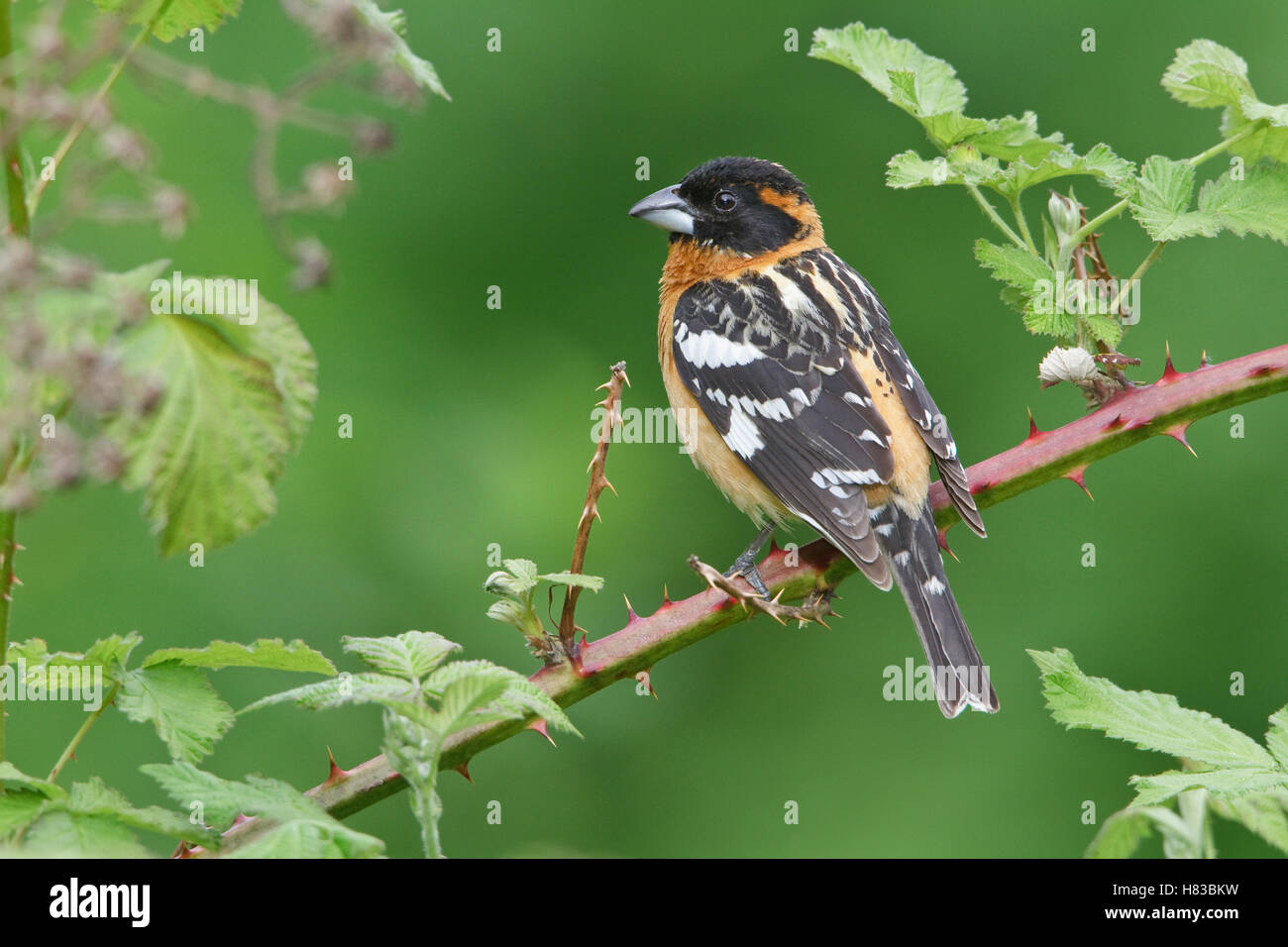 Black-headed Grosbeak (Pheucticus melanocephalus) male, British ...