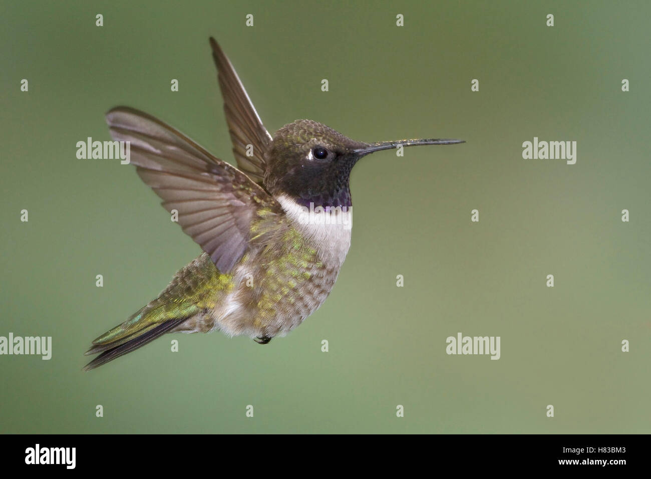 Black-chinned Hummingbird (Archilochus alexandri) male, British ...