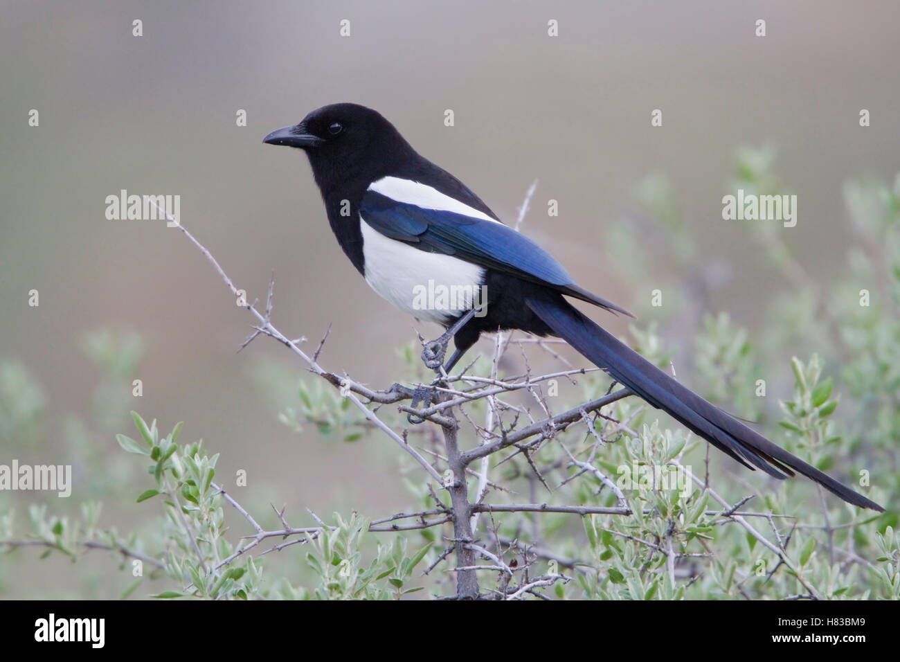 Black-billed Magpie (Pica hudsonia), Alberta, Canada Stock Photo - Alamy
