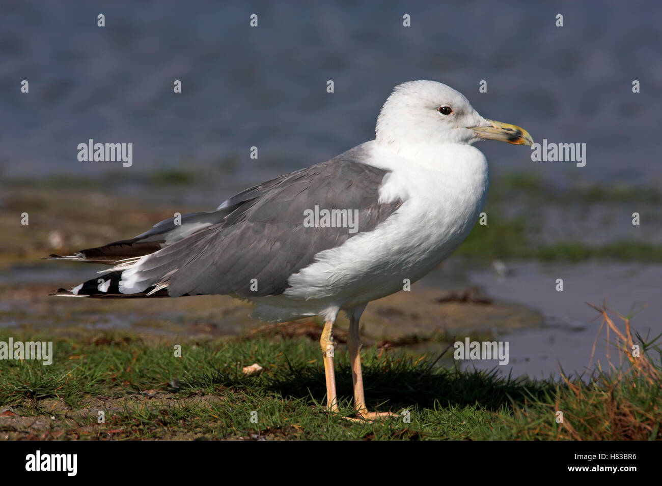 Armenian Gull (Larus armenicus), Oman Stock Photo - Alamy