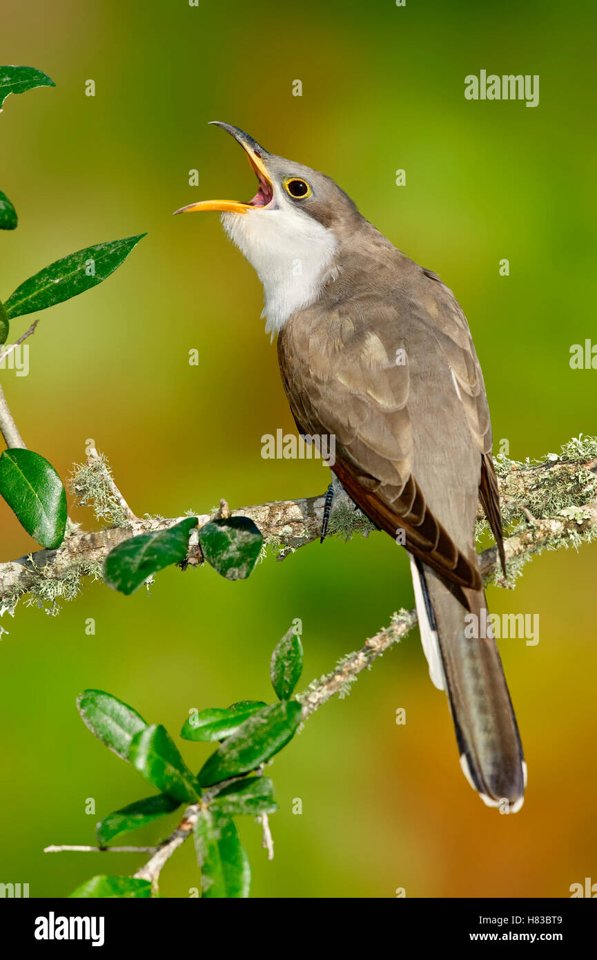 Yellow-billed Cuckoo (Coccyzus americanus) singing, Texas Stock Photo ...