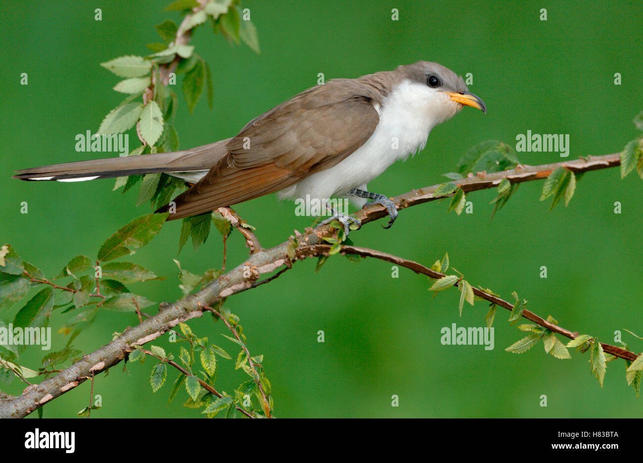 Yellow-billed Cuckoo (Coccyzus americanus), Texas Stock Photo - Alamy