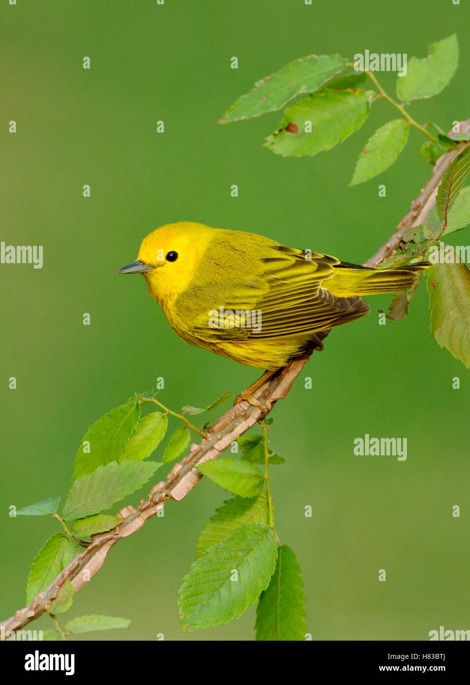 American Yellow Warbler (Setophaga aestiva), Texas Stock Photo - Alamy