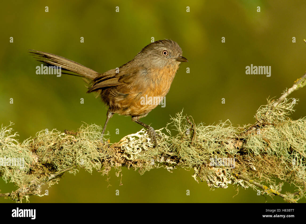 Wrentit (Chamaea fasciata), Oregon Stock Photo - Alamy