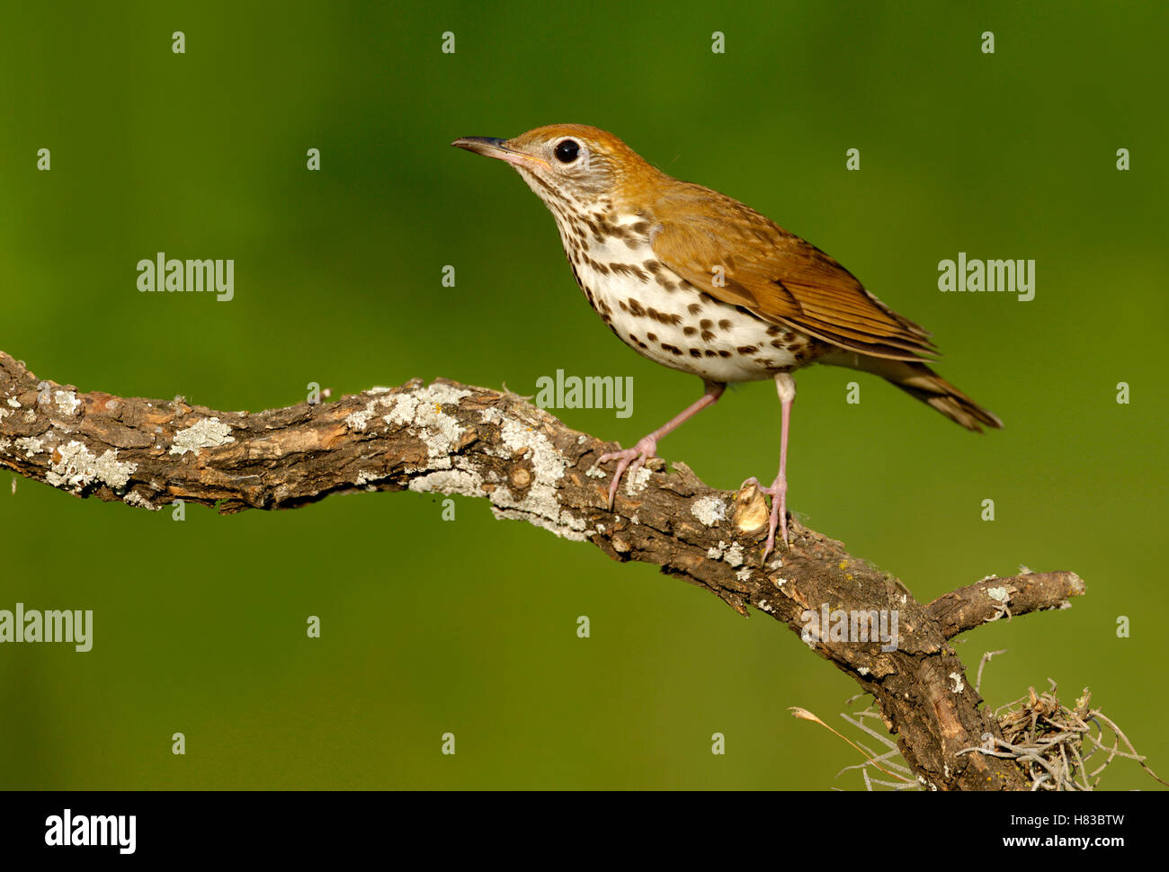 Wood Thrush (Hylocichla mustelina), Texas Stock Photo - Alamy
