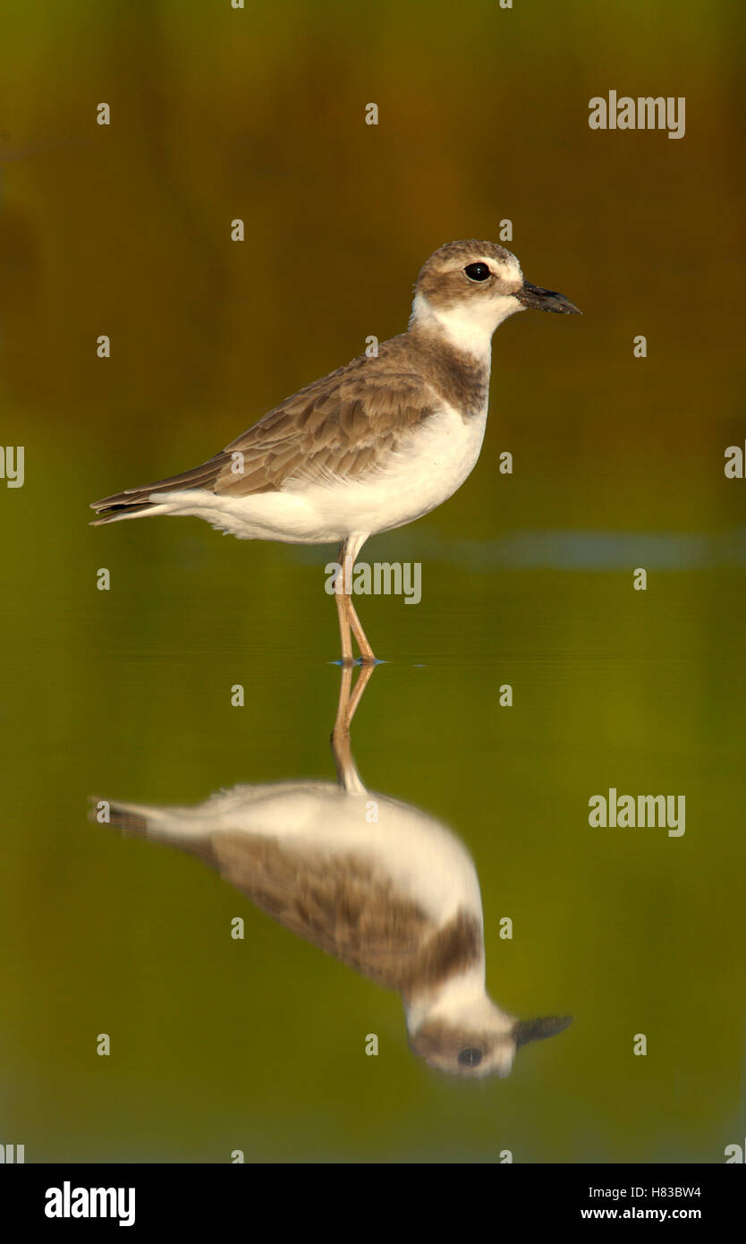 Wilson's Plover (Charadrius wilsonia), Texas Stock Photo - Alamy