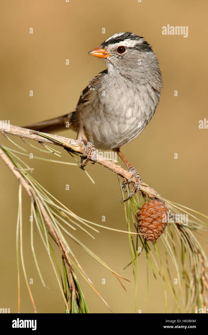 White-crowned Sparrow (Zonotrichia leucophrys), California Stock Photo ...