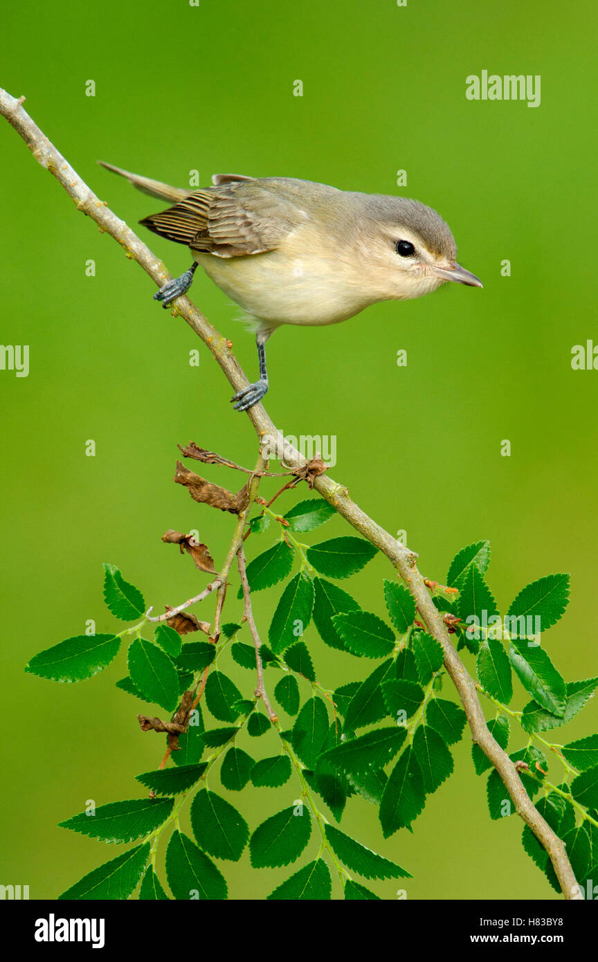 Eastern Warbling-Vireo (Vireo gilvus), Texas Stock Photo - Alamy