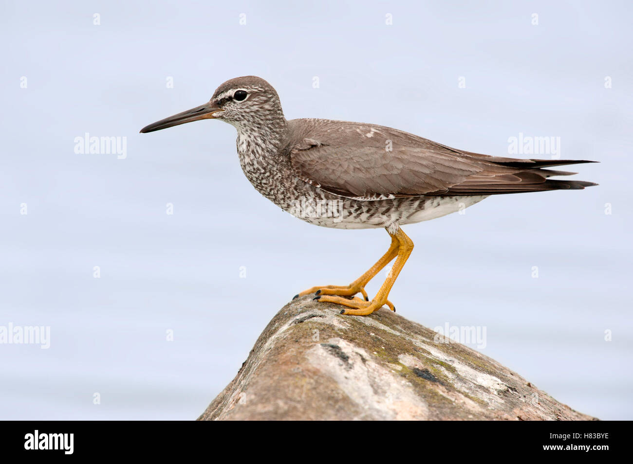 Wandering Tattler (Tringa incana), Alaska Stock Photo - Alamy