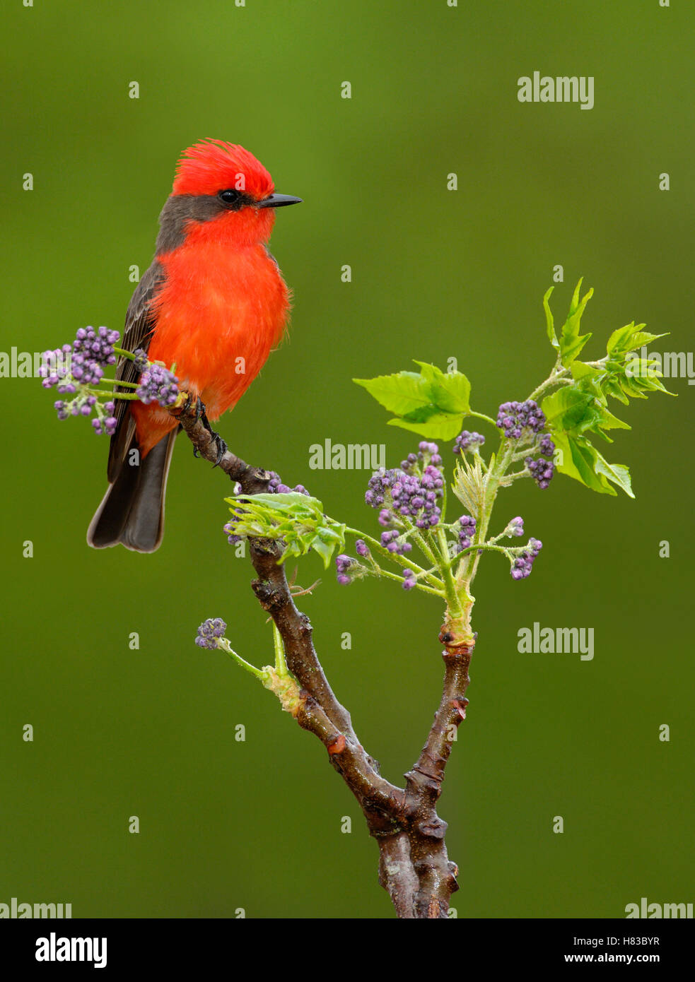 Vermilion Flycatcher (Pyrocephalus rubinus) male, Texas Stock Photo - Alamy