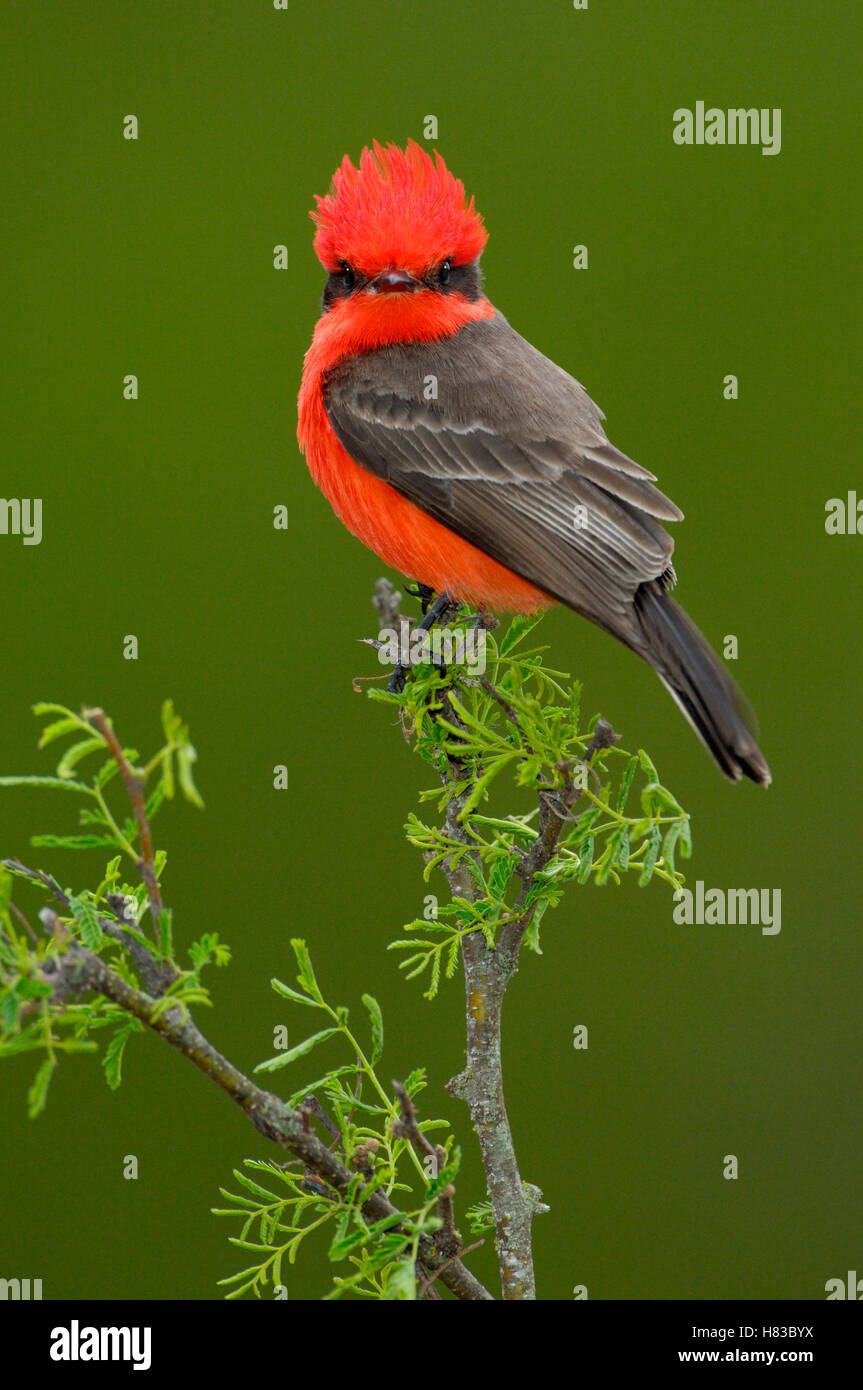Vermilion Flycatcher (Pyrocephalus rubinus) male, Texas Stock Photo - Alamy