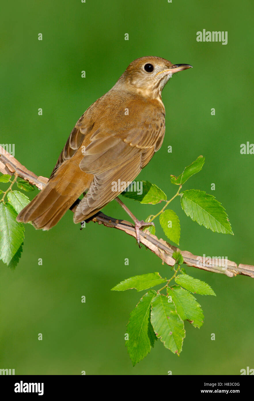 Veery (Catharus fuscescens), Texas Stock Photo - Alamy