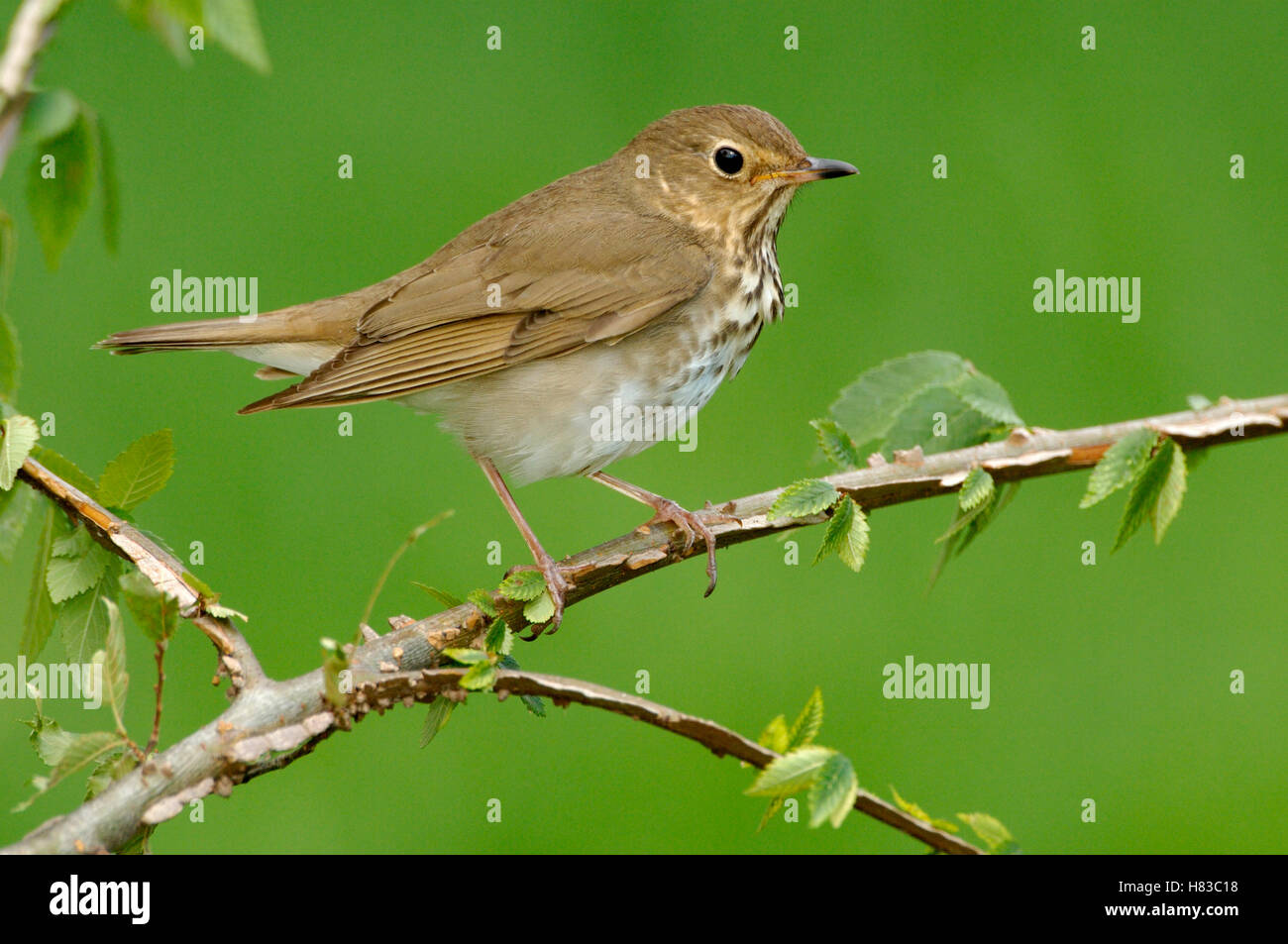 Swainson's Thrush (Catharus ustulatus), Texas Stock Photo - Alamy