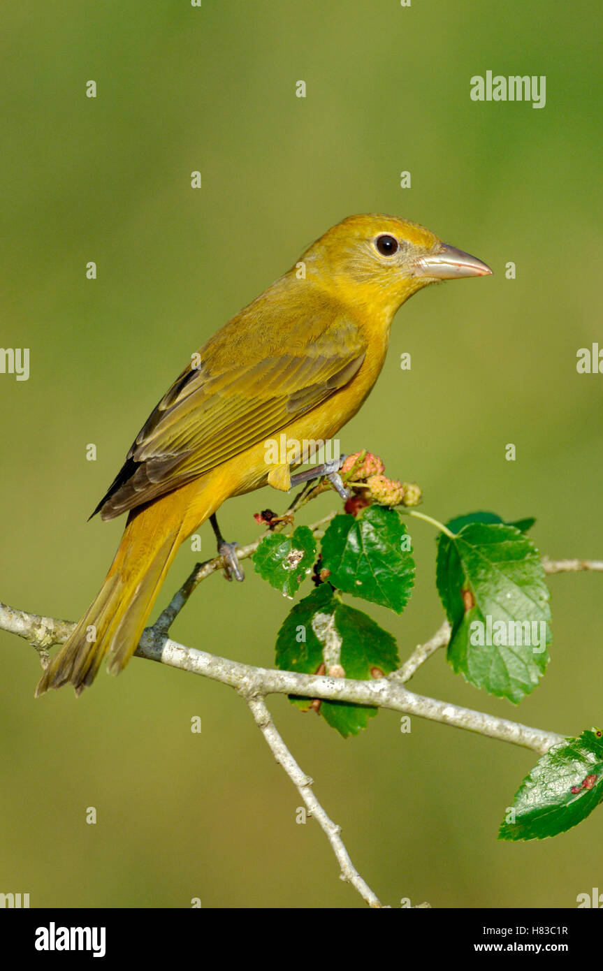 Summer Tanager (Piranga rubra) female, Texas Stock Photo - Alamy