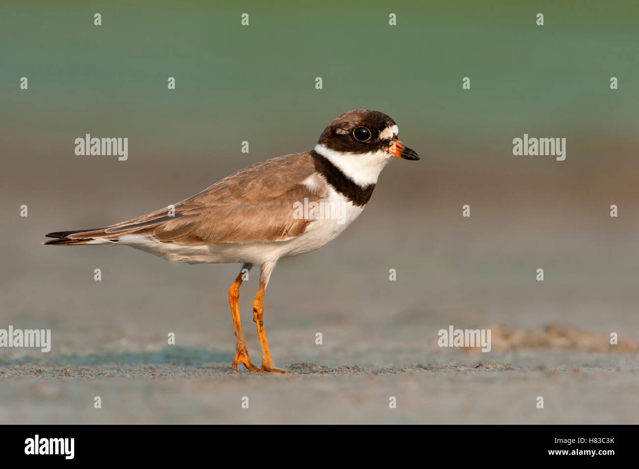 Semipalmated Plover (Charadrius semipalmatus), Texas Stock Photo - Alamy