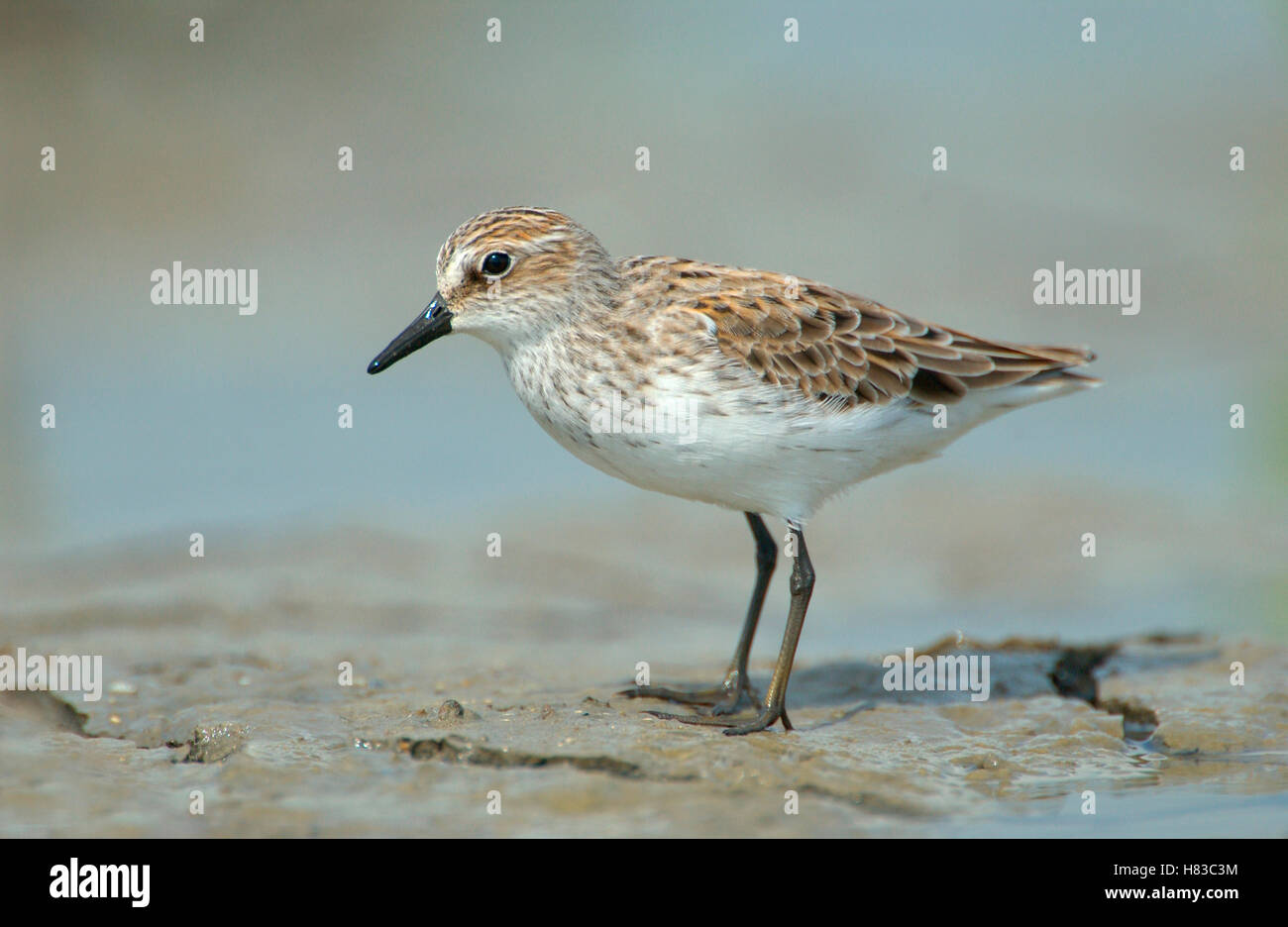 Semipalmated Sandpiper (Calidris pusilla), Texas Stock Photo - Alamy