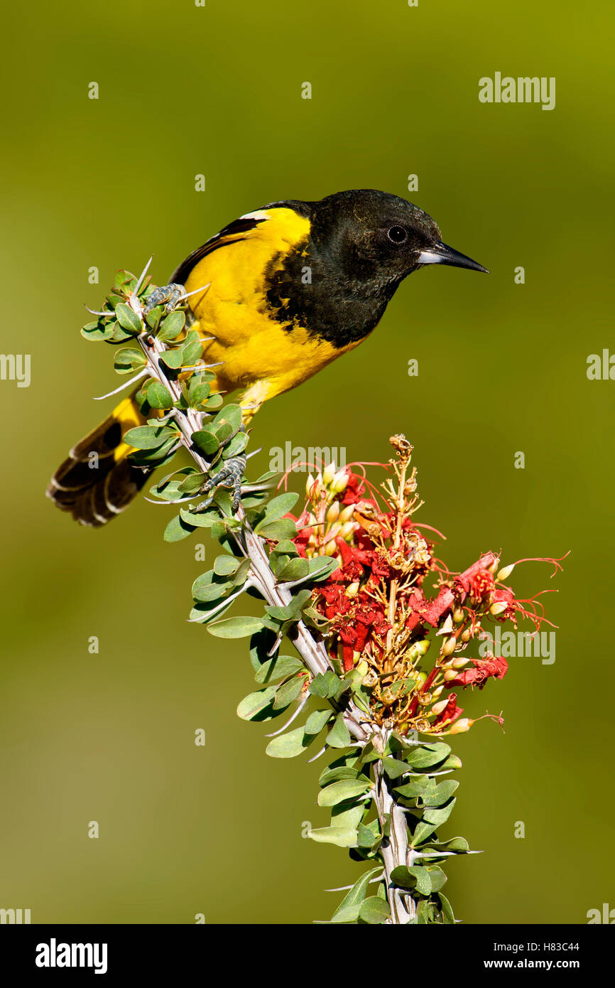 Scott's Oriole (Icterus parisorum) male, Arizona Stock Photo - Alamy