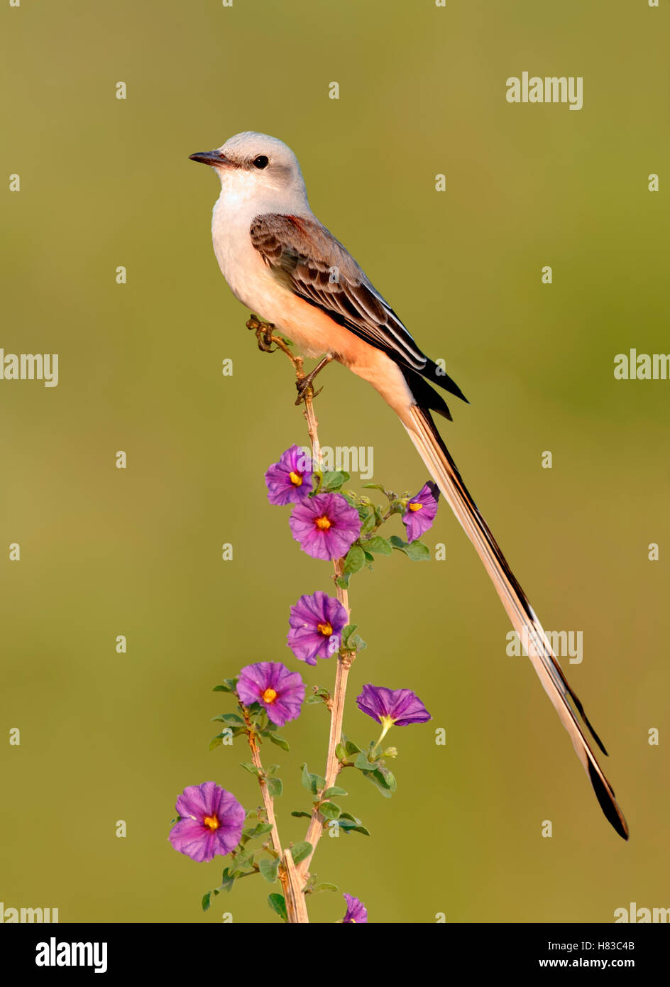 Scissor-tailed Flycatcher (Tyrannus forficatus) male, Texas Stock Photo ...
