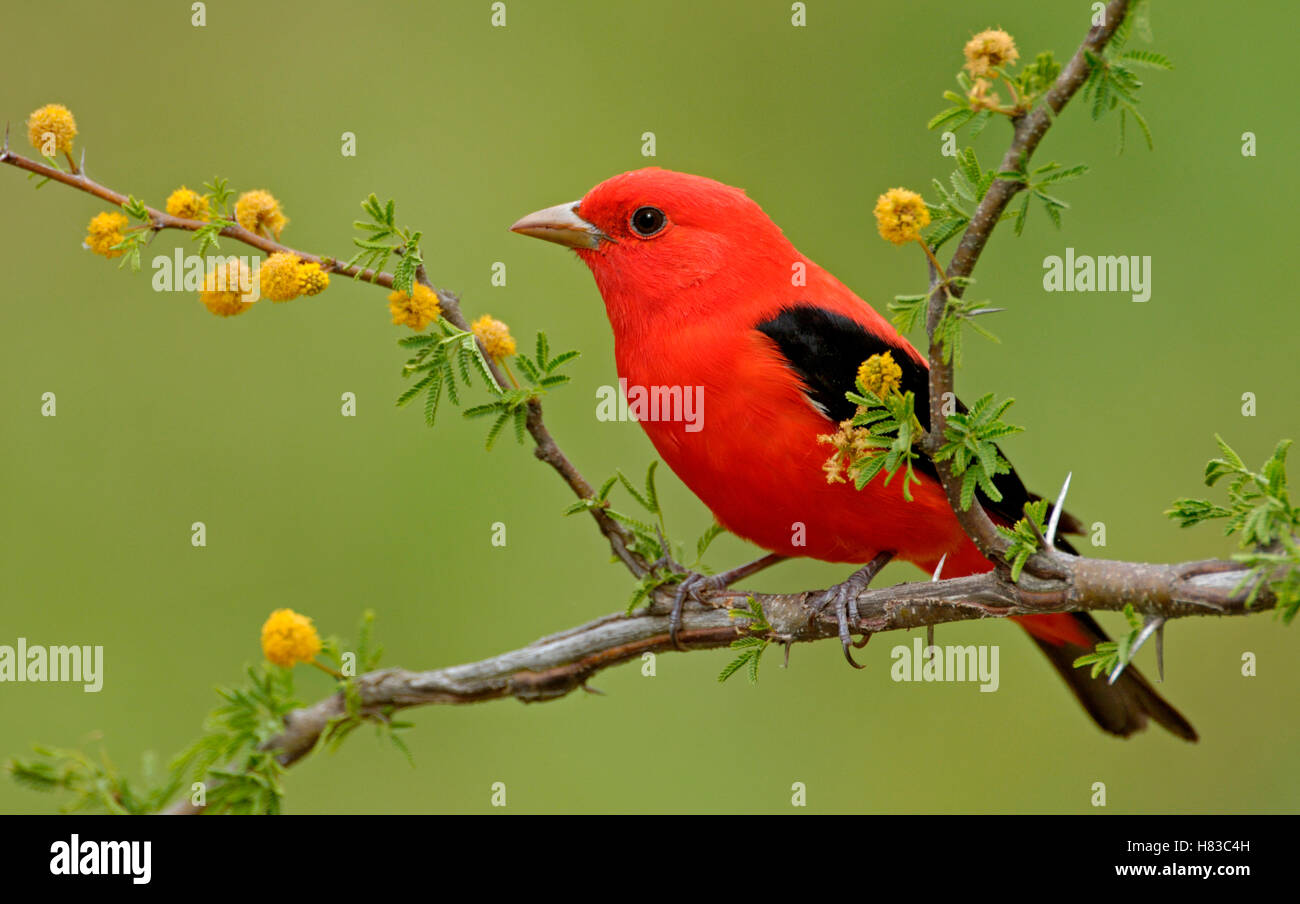 Scarlet Tanager (Piranga olivacea), Texas Stock Photo - Alamy