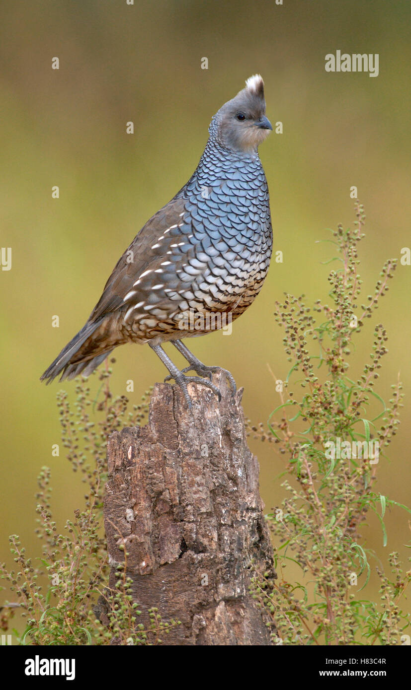 Scaled Quail (Callipepla squamata), Texas Stock Photo - Alamy
