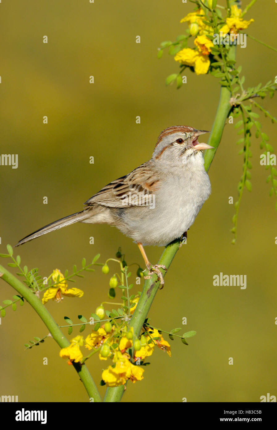 Rufous-winged Sparrow (Peucaea carpalis) singing, Arizona Stock Photo ...