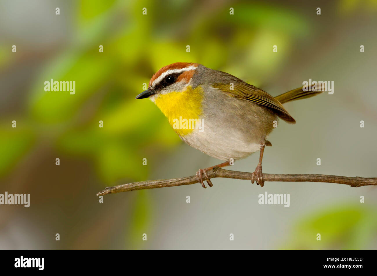Rufous-capped Warbler (Basileuterus rufifrons), Texas Stock Photo - Alamy