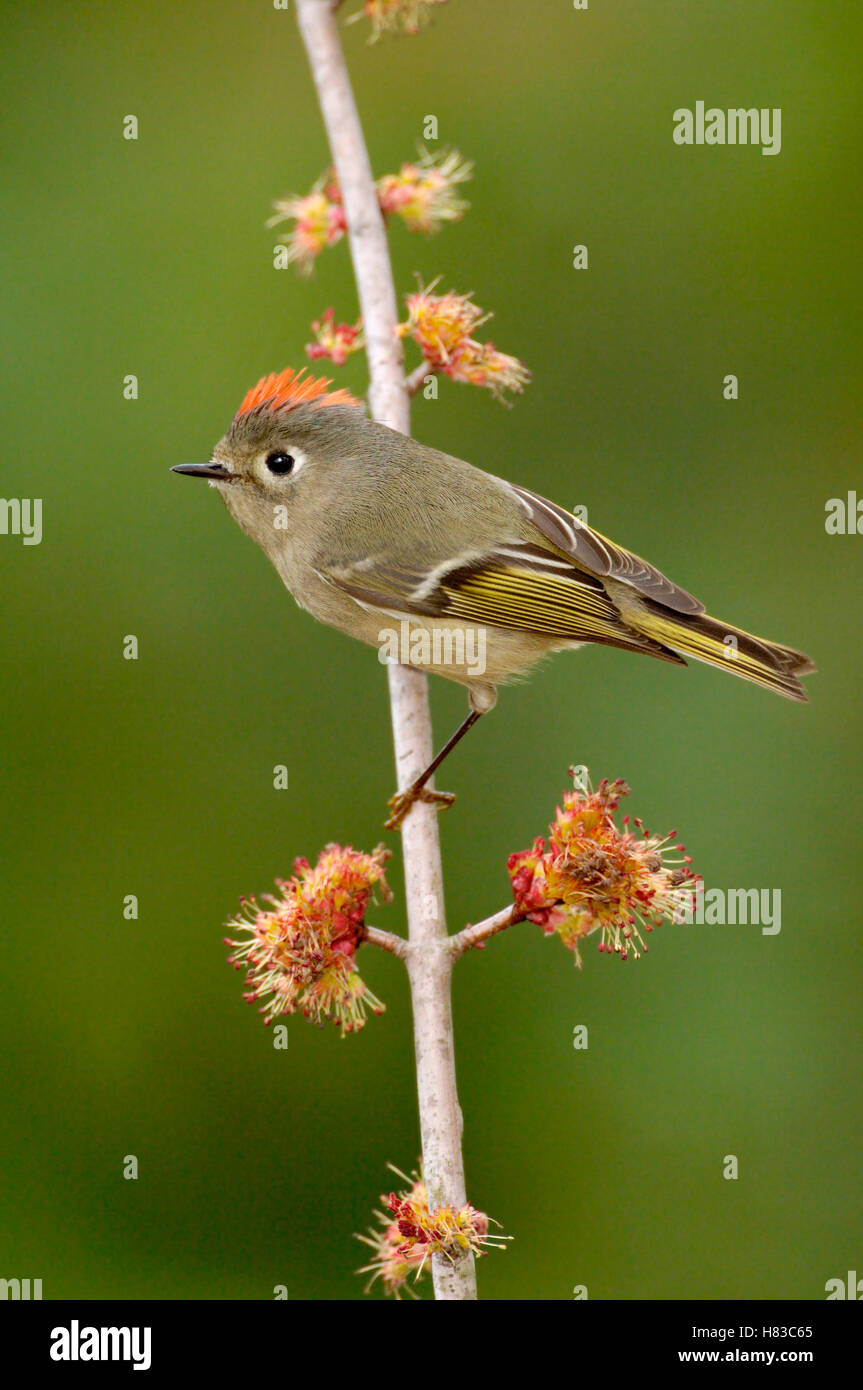 Ruby-crowned Kinglet (Regulus calendula), Texas Stock Photo - Alamy