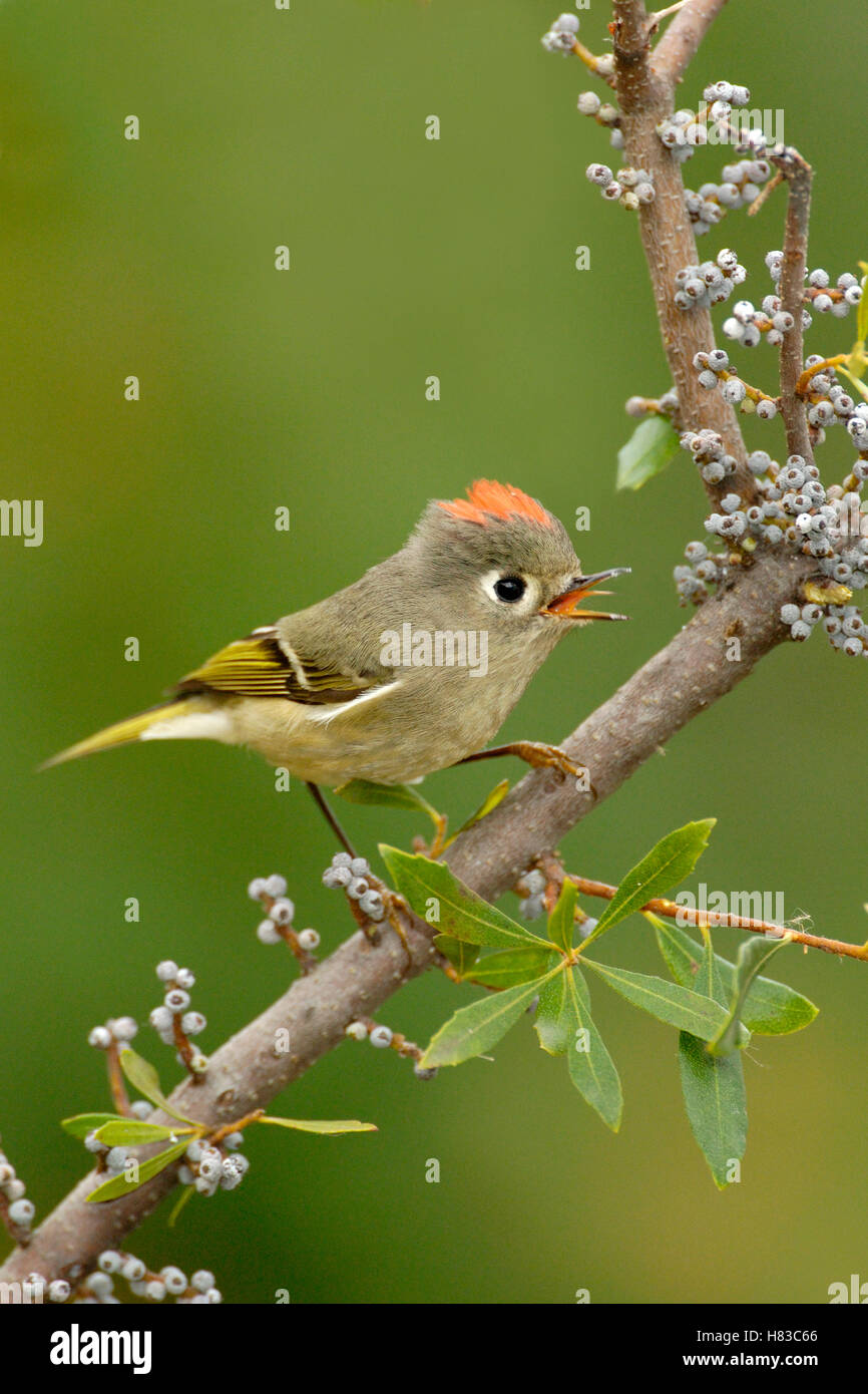 Ruby-crowned Kinglet (Regulus calendula) calling, Texas Stock Photo - Alamy
