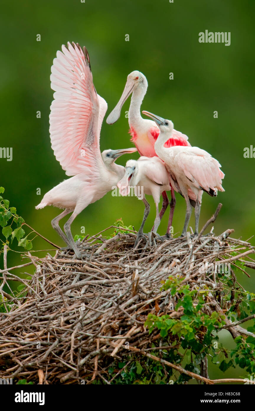 Roseate Spoonbill (Platalea ajaja), Texas Stock Photo - Alamy