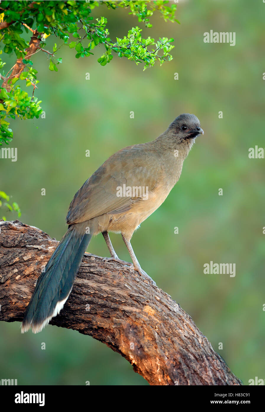 Plain Chachalaca (Ortalis vetula), Texas Stock Photo - Alamy