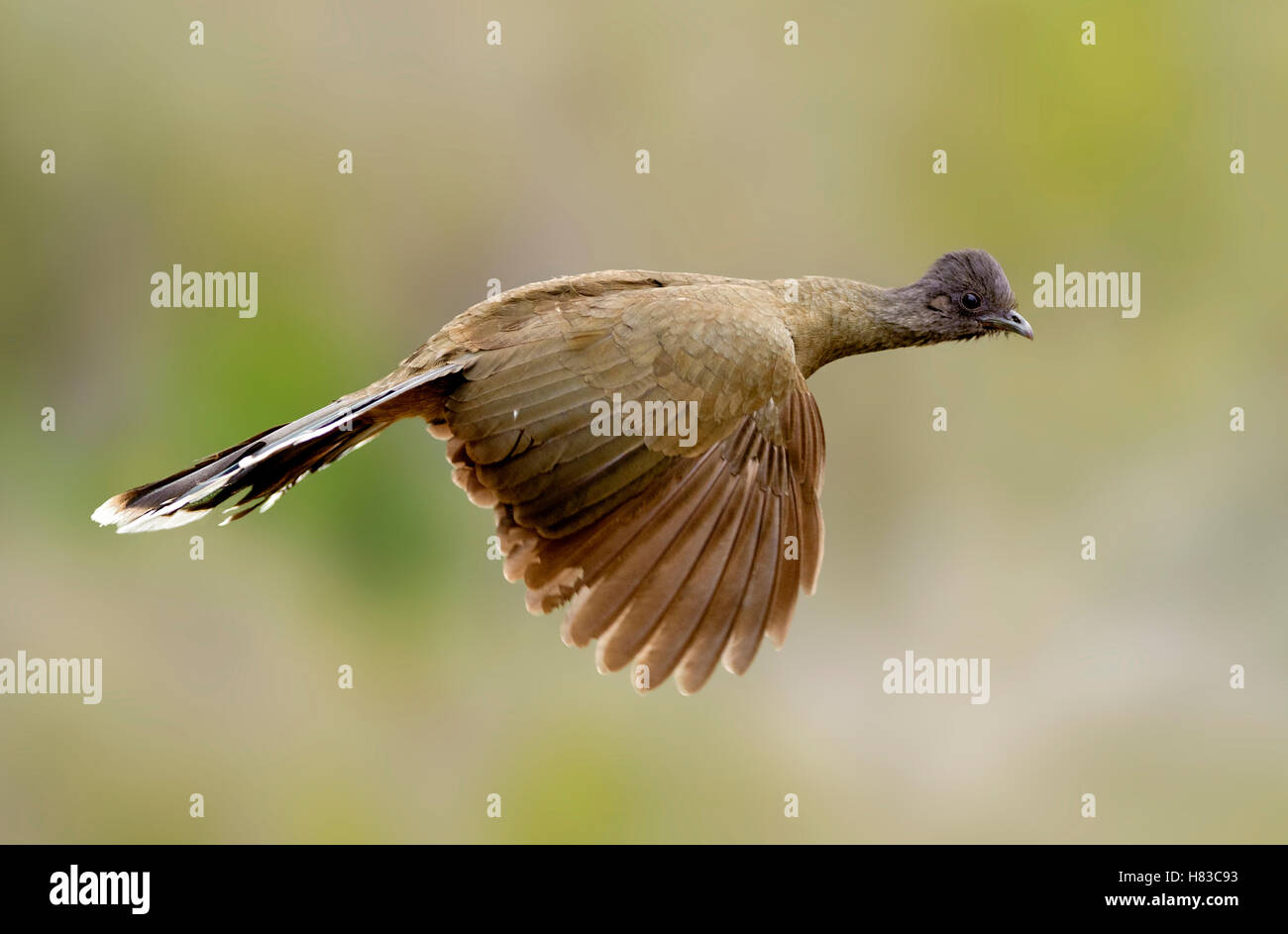 Plain Chachalaca (Ortalis vetula) flying, Texas Stock Photo - Alamy