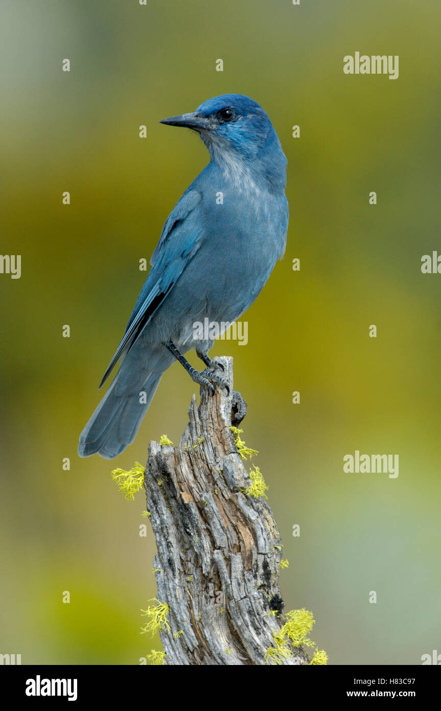 Pinyon Jay (Gymnorhinus cyanocephalus), Oregon Stock Photo - Alamy