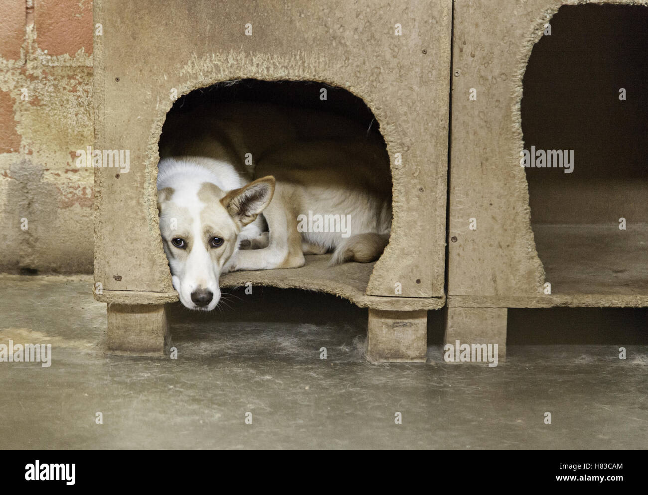 Kennel with dogs hi-res stock photography and images - Alamy