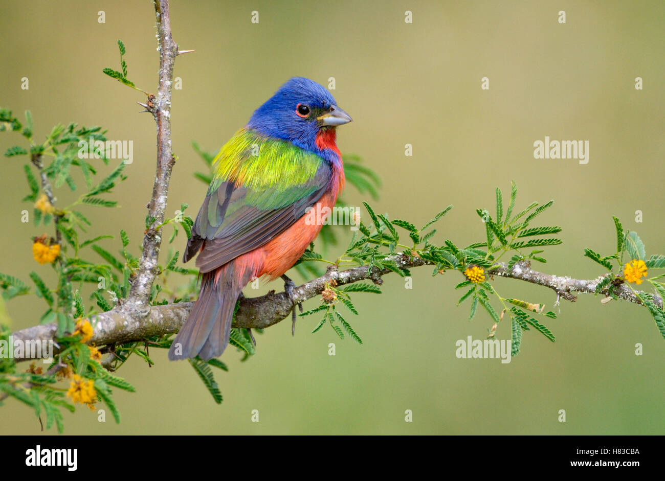 Painted Bunting (Passerina ciris) male, Texas Stock Photo - Alamy