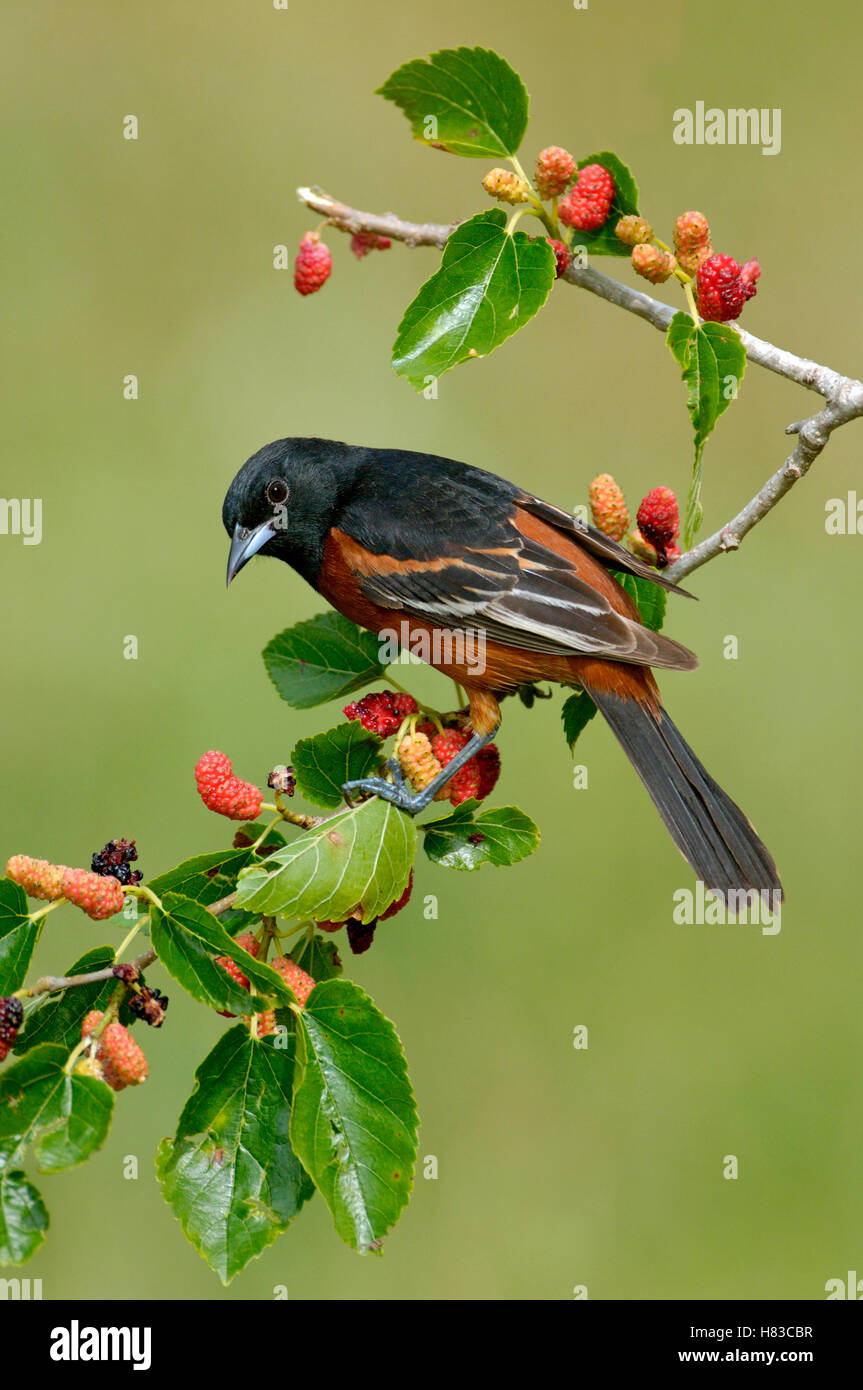 Orchard Oriole (Icterus spurius) male, Texas Stock Photo - Alamy