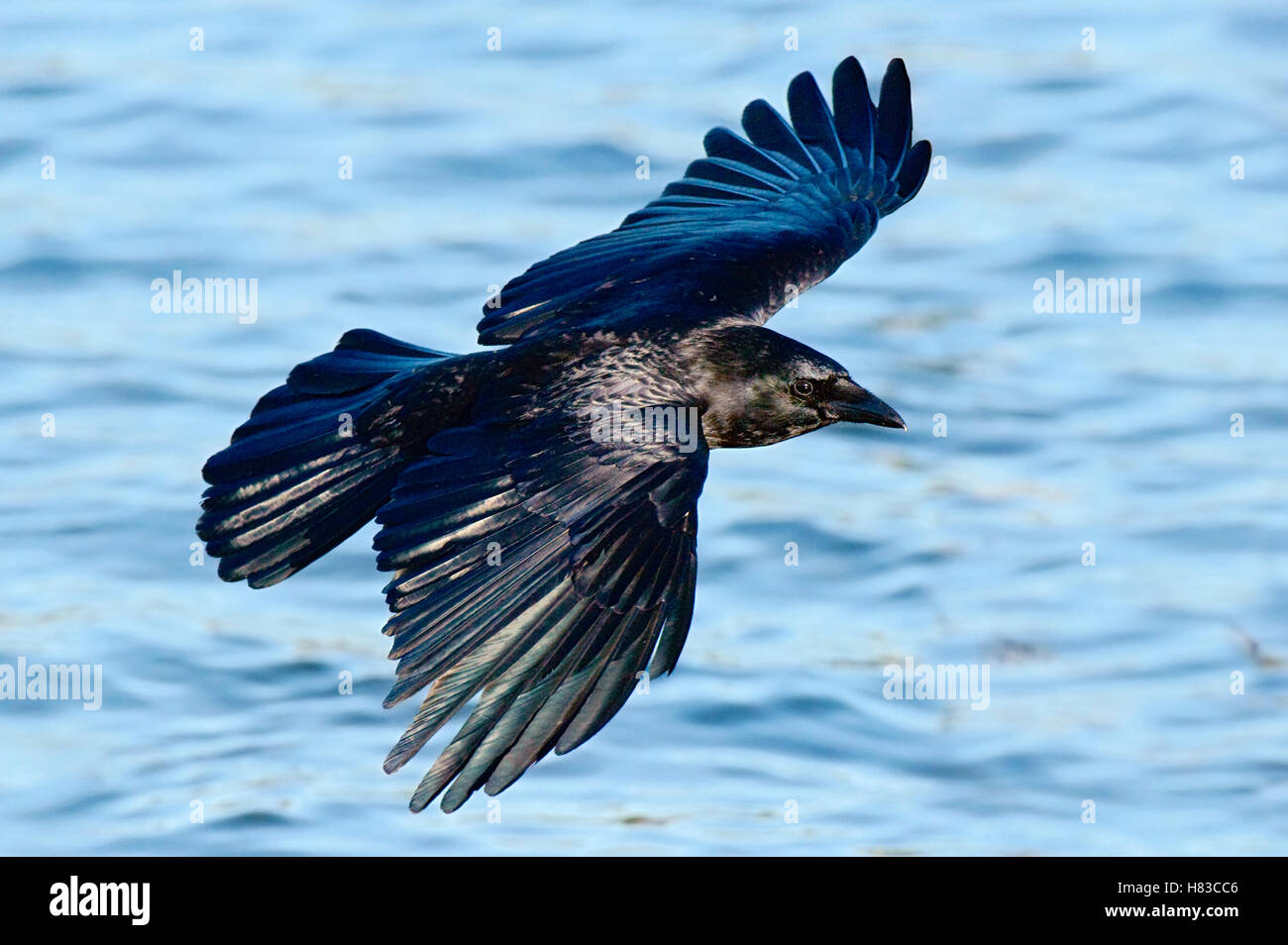 One crow flying hi-res stock photography and images - Alamy