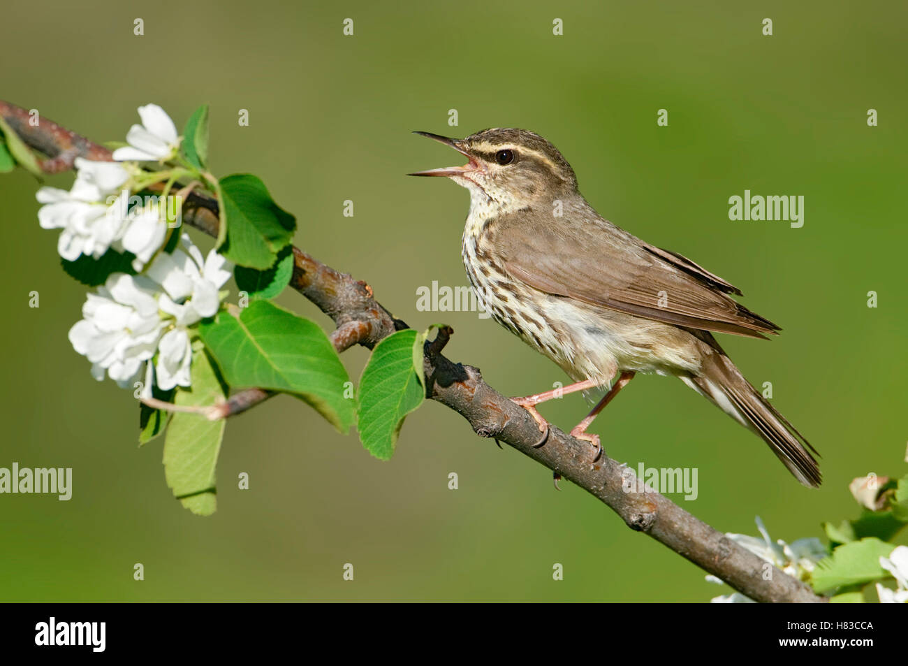 Northern Waterthrush (Parkesia noveboracensis) singing, Montana Stock ...