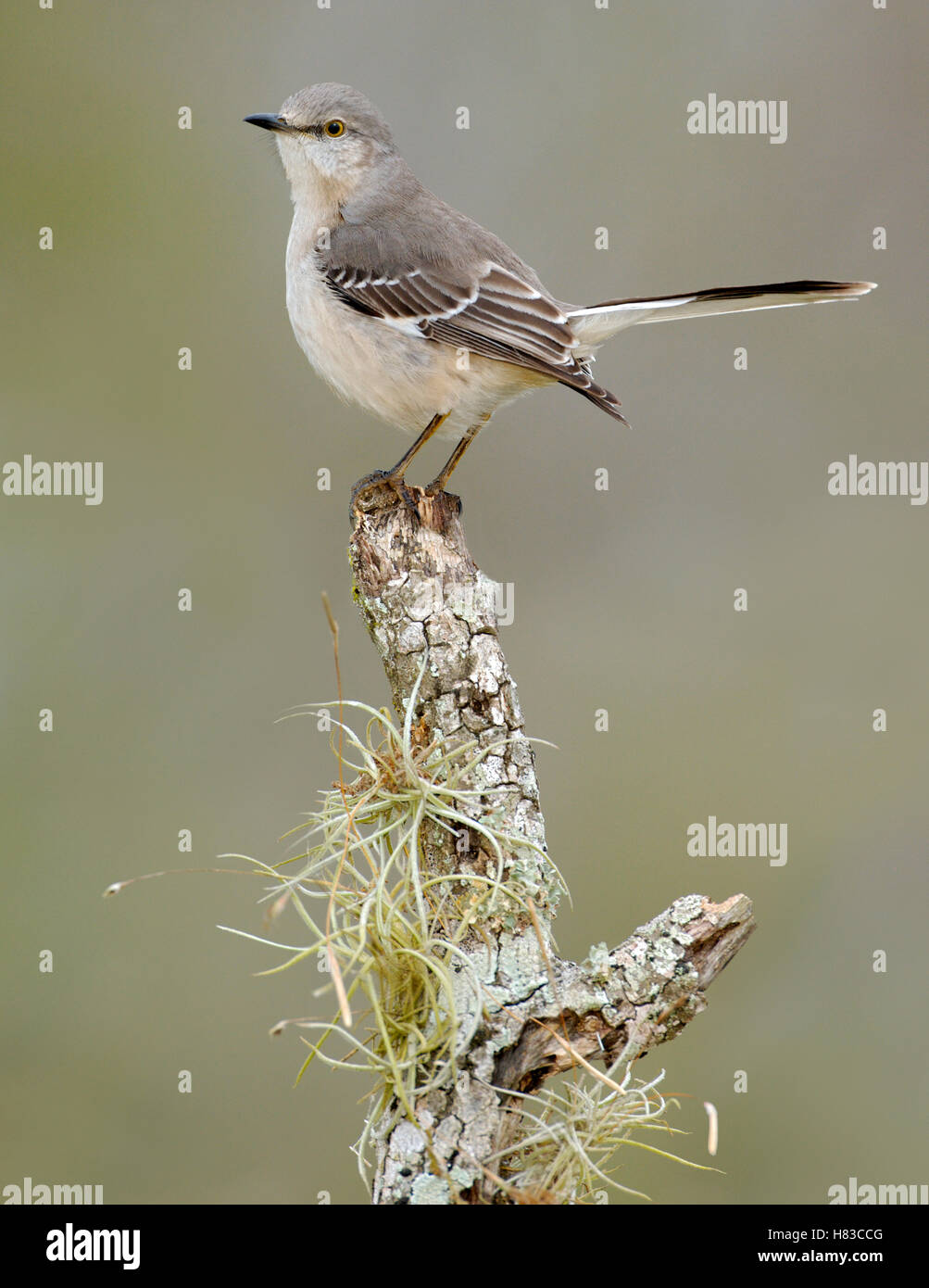 Northern Mockingbird (Mimus polyglottos), Texas Stock Photo - Alamy